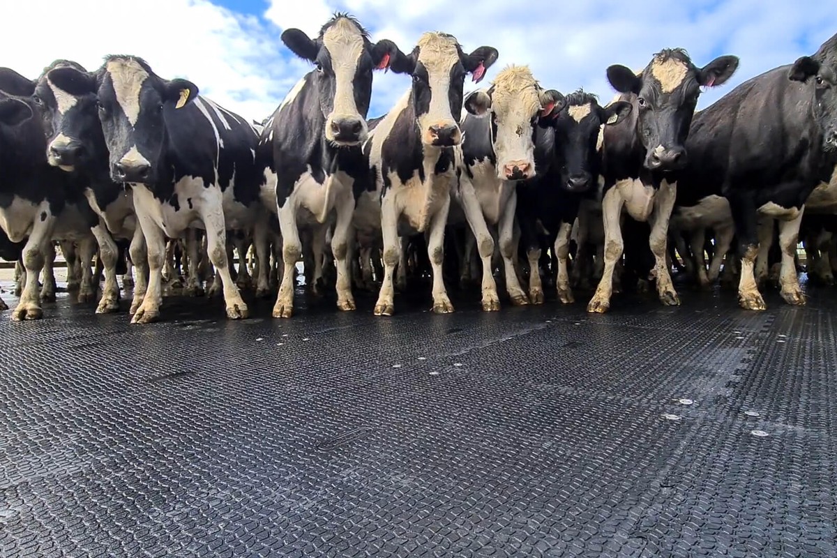 How to improve cow flow and reduce hoof injuries NumatAGRI | NZ